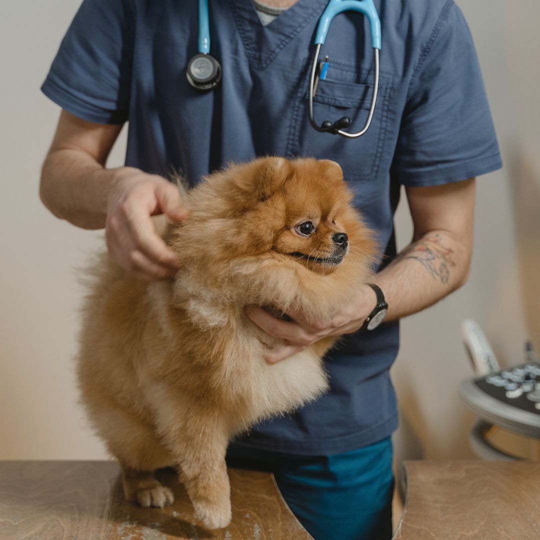 Acupuncture Referral Form | Washington Veterinary Medical Clinic