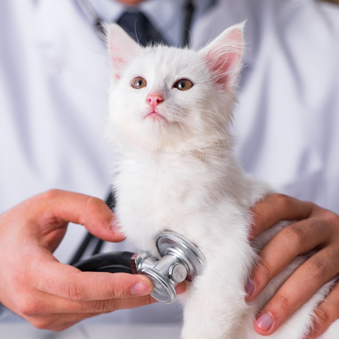 Cat History Form | Washington Veterinary Medical Clinic