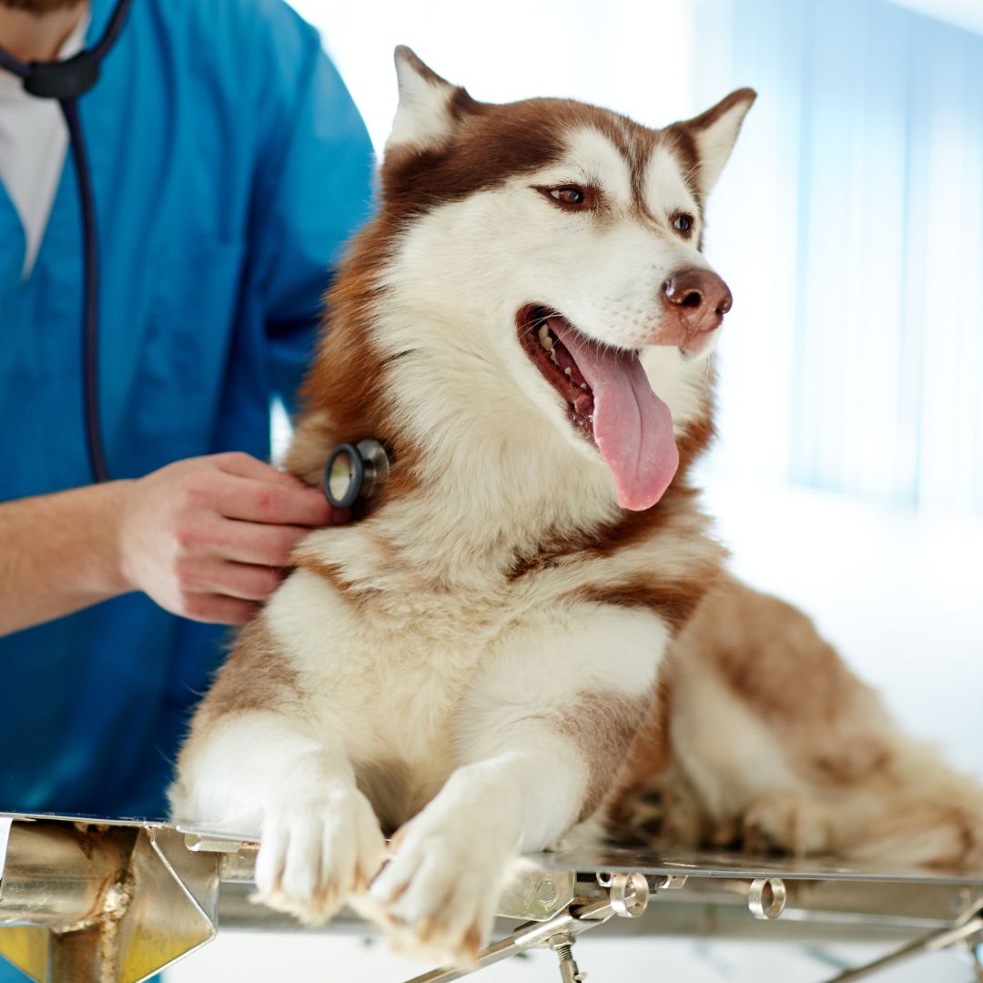 Platelet Rich Plasma Therapy For Pets In Washington, IL | Washington ...