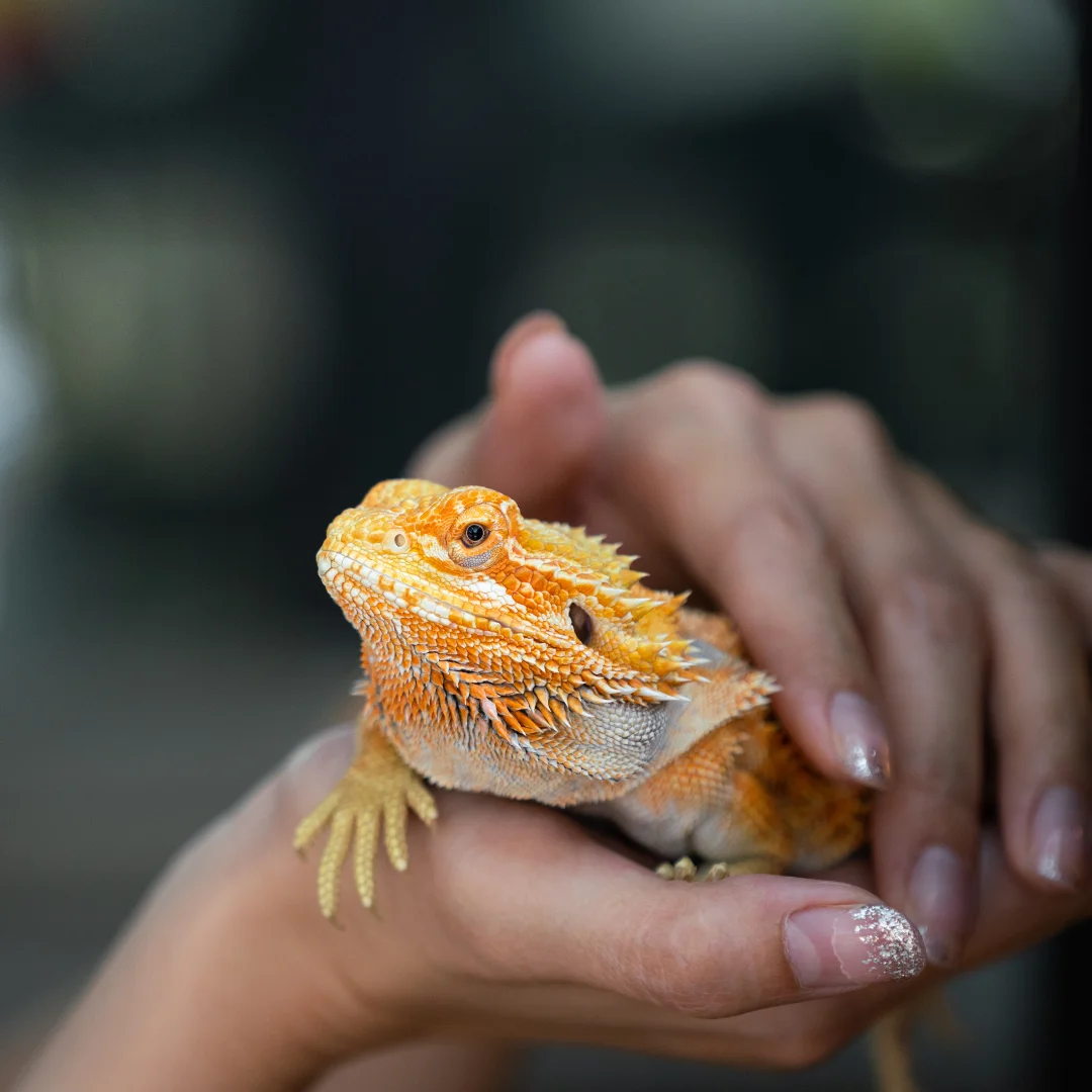 New Client Form | Washington Veterinary Medical Clinic